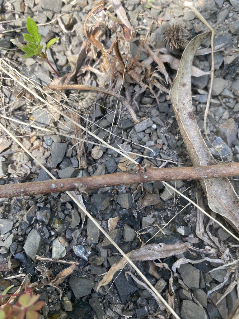 Ants from Cuenca, EC-AZ, EC on March 22, 2023 at 09:53 AM by angie_sol ...