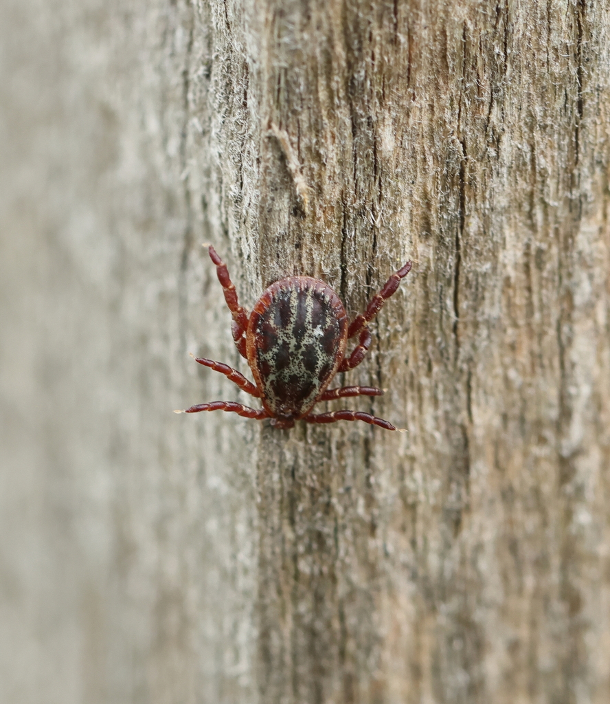 Ornate Cow Tick from Oudalle, France on March 27, 2023 at 07:16 PM by ...