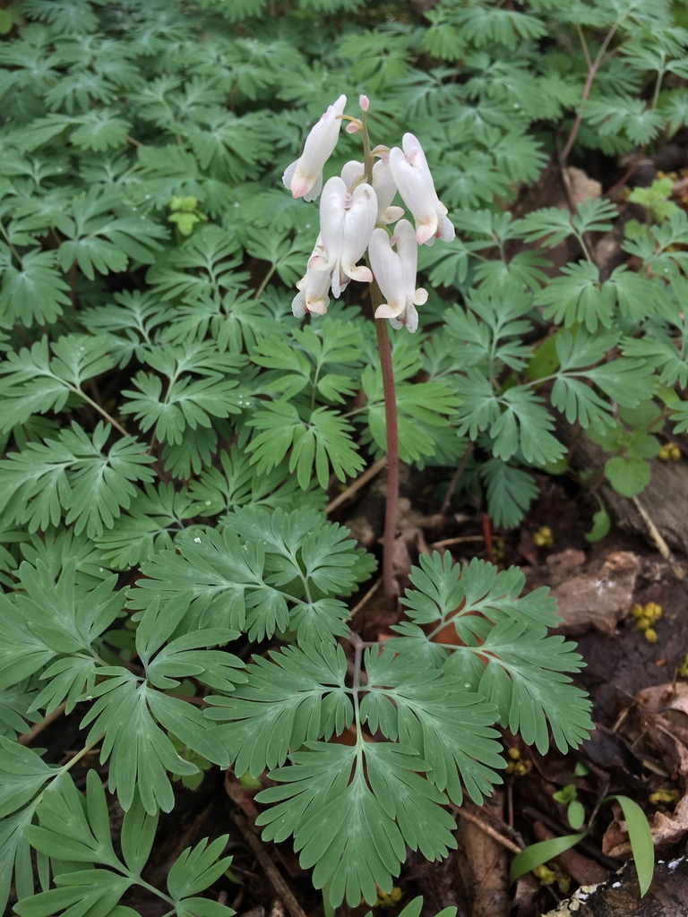 squirrel corn (Plants of Seney National Wildlife Refuge) · iNaturalist