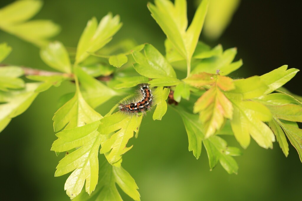 Swan Moth from Kenfig National Nature Reserve Ton Kenfig Bridgend Wales ...