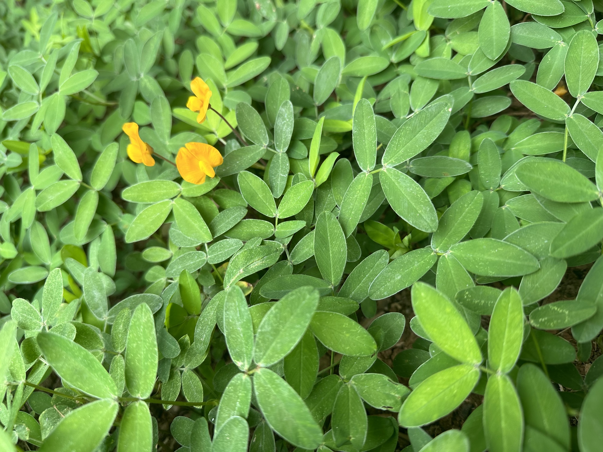 Arachis repens Handro