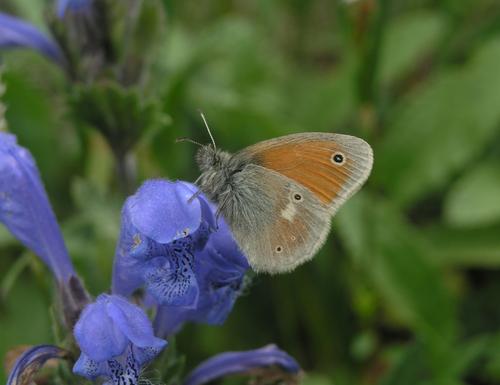 Subspecies Coenonympha tullia elwesi · iNaturalist