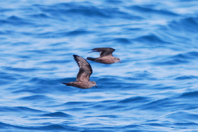 Swinhoe's Storm-Petrel (Birds of the British Indian Ocean Territory ...