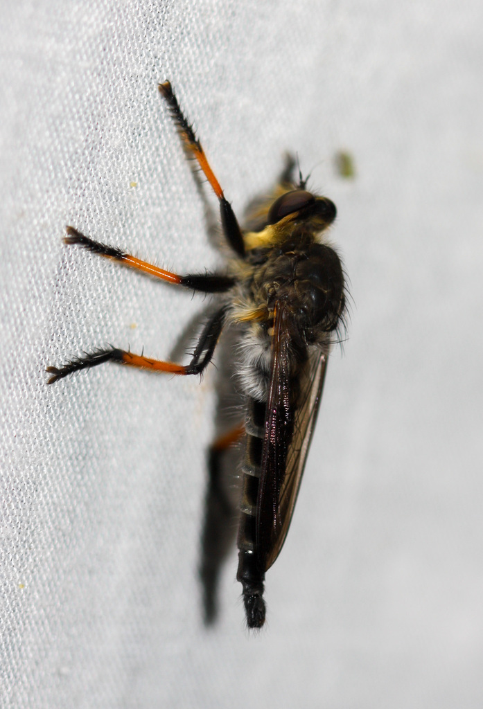 Asilinae from Sarapiquí, CR-HE, CR on March 25, 2023 at 06:34 PM by ...