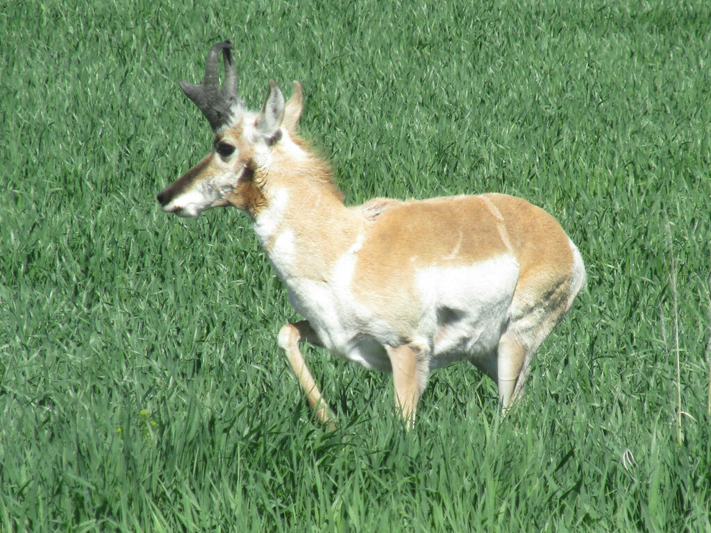 Pronghorn in May 2018 by Mathew L. Brust · iNaturalist