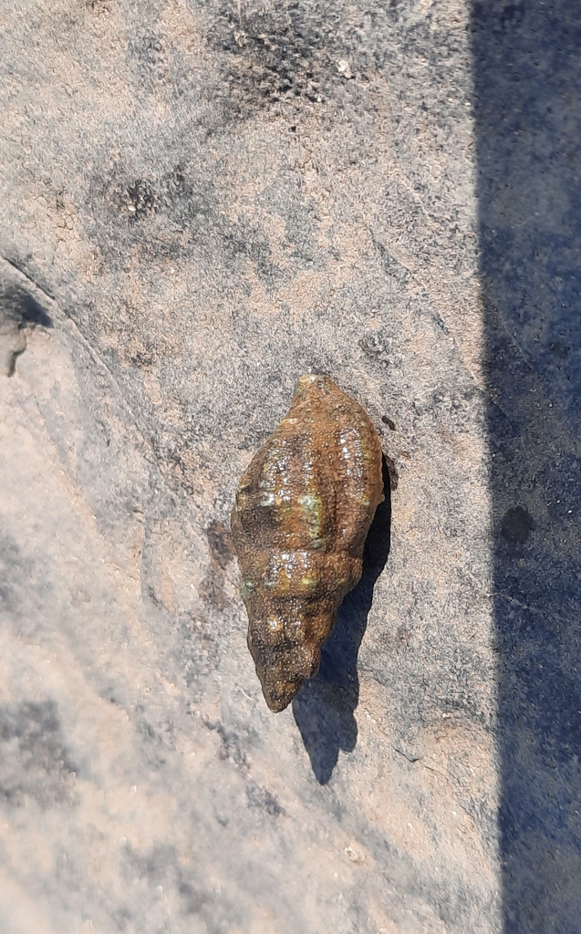 Ergalatax from Priyadarshini Park on March 24, 2023 at 09:11 AM by ...