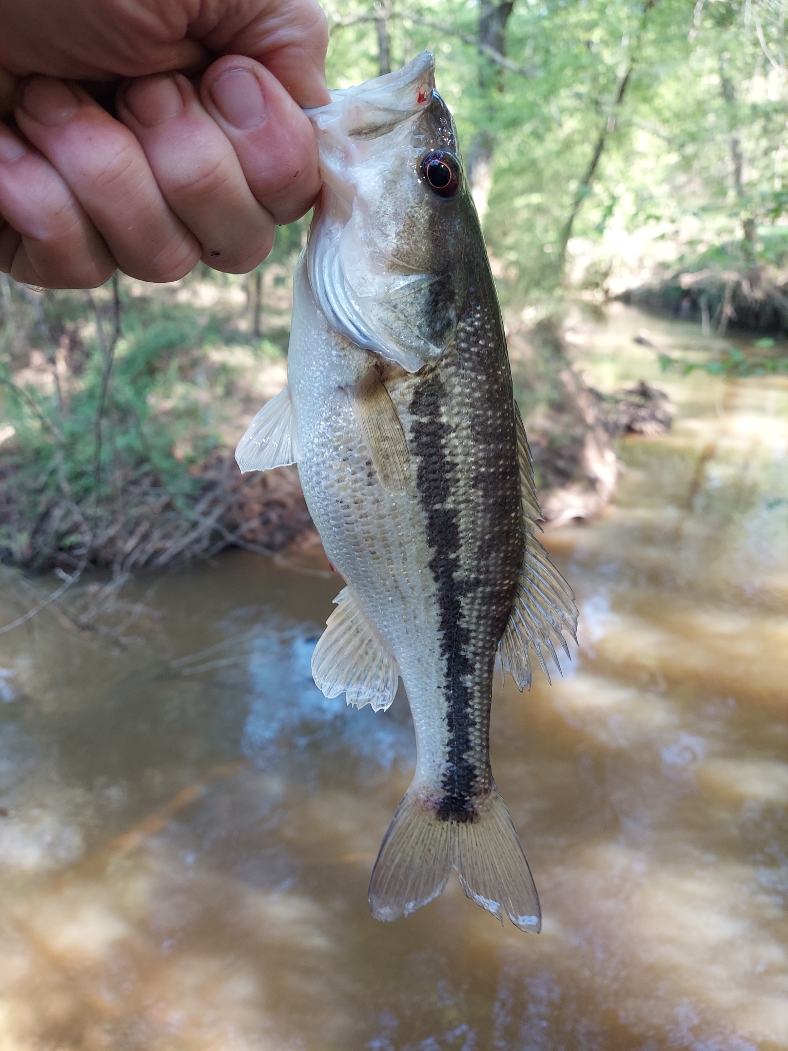 Micropterus punctulatus (Rafinesque, 1819)