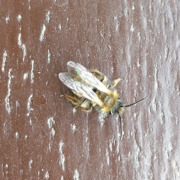 Buffish Mining Bee from Hagley on March 27, 2023 by R Clarke · iNaturalist