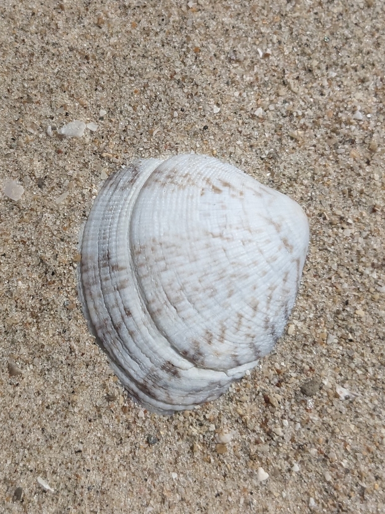 Leukoma from Rocky Point, Sonora, Mexico on March 23, 2023 at 02:05 PM ...