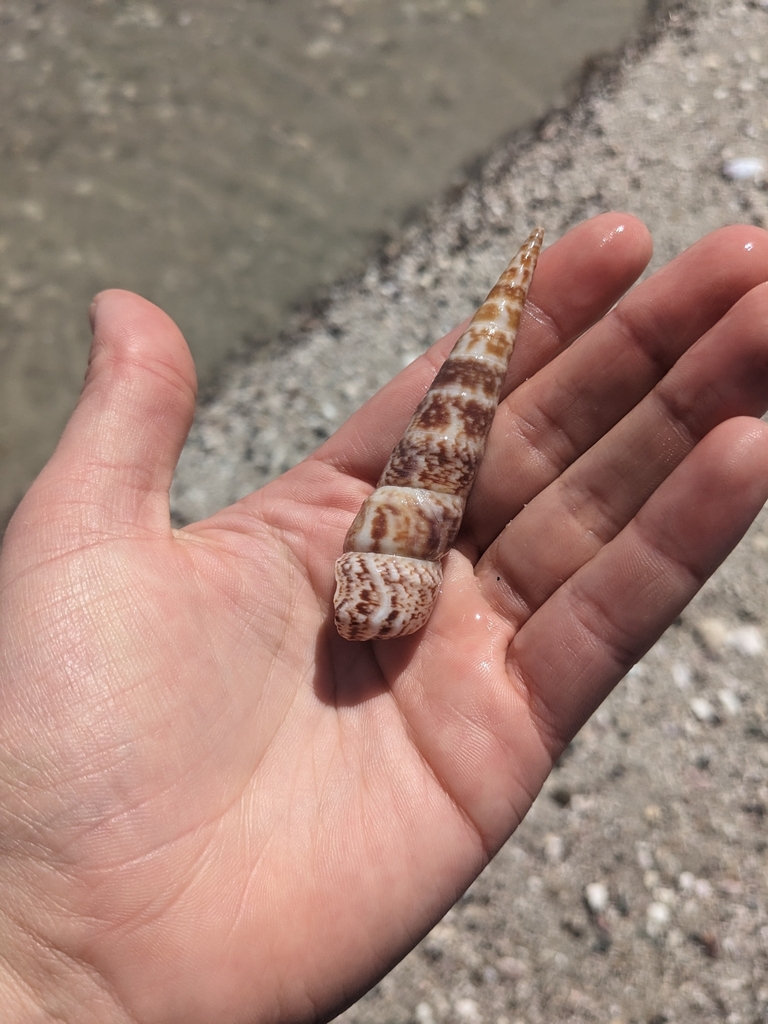 Turritella gonostoma from Rocky Point, Sonora, Mexico on March 23, 2023 ...
