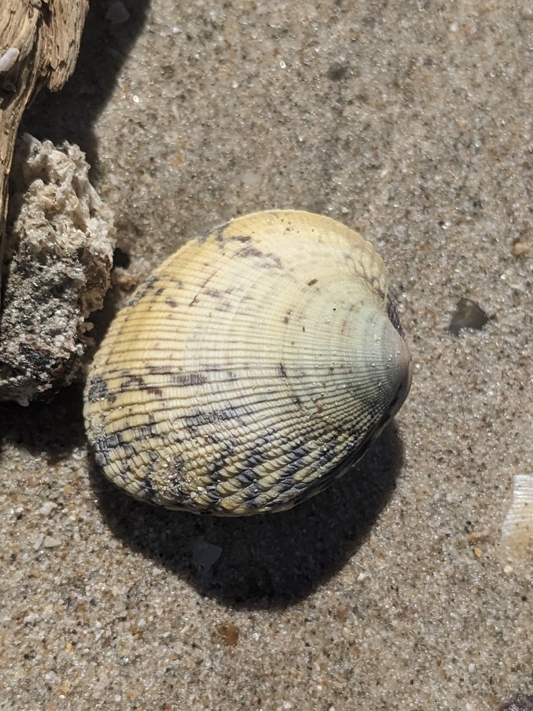 Leukoma from Rocky Point, Sonora, Mexico on March 23, 2023 at 02:29 PM ...