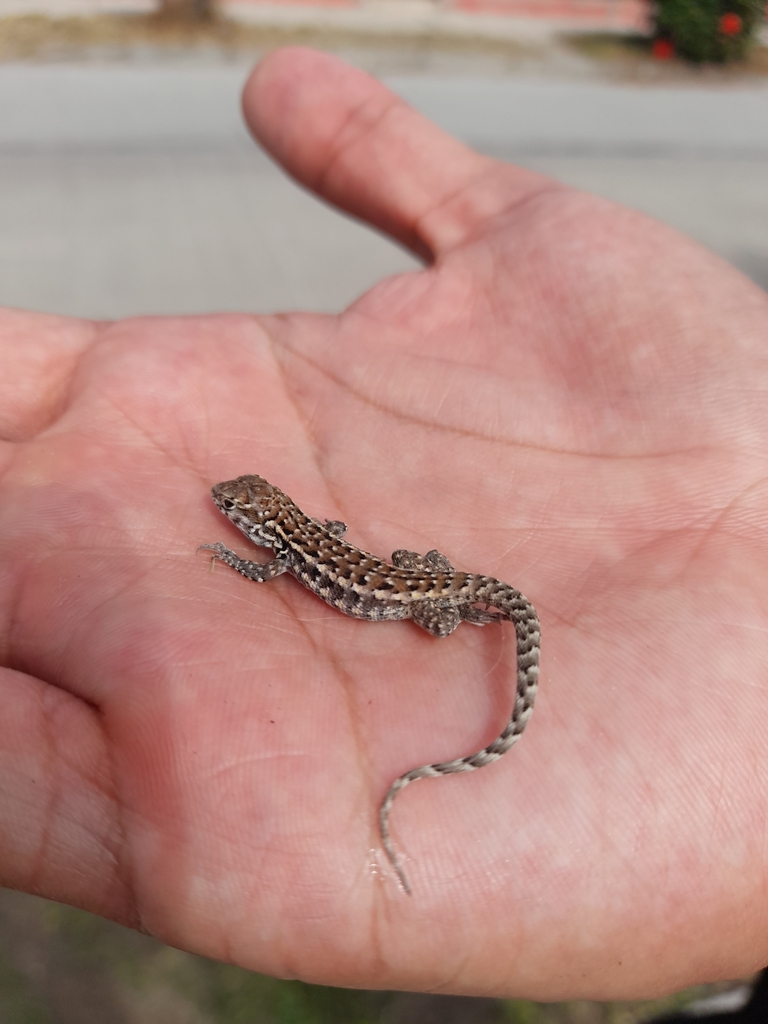 Shiny Smooth-throated Lizard from Coquimbo, Chile on March 27, 2023 at ...