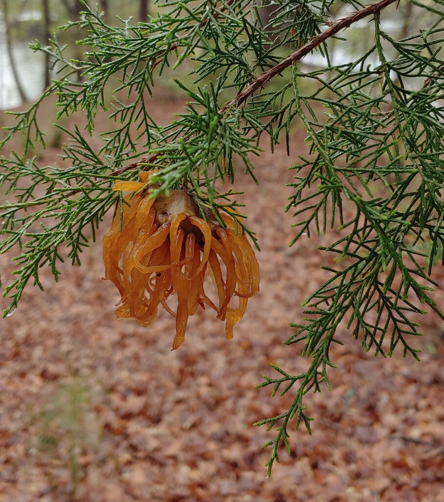 juniper-apple rust from Dekalb County, GA, USA on March 27, 2023 at 10: ...