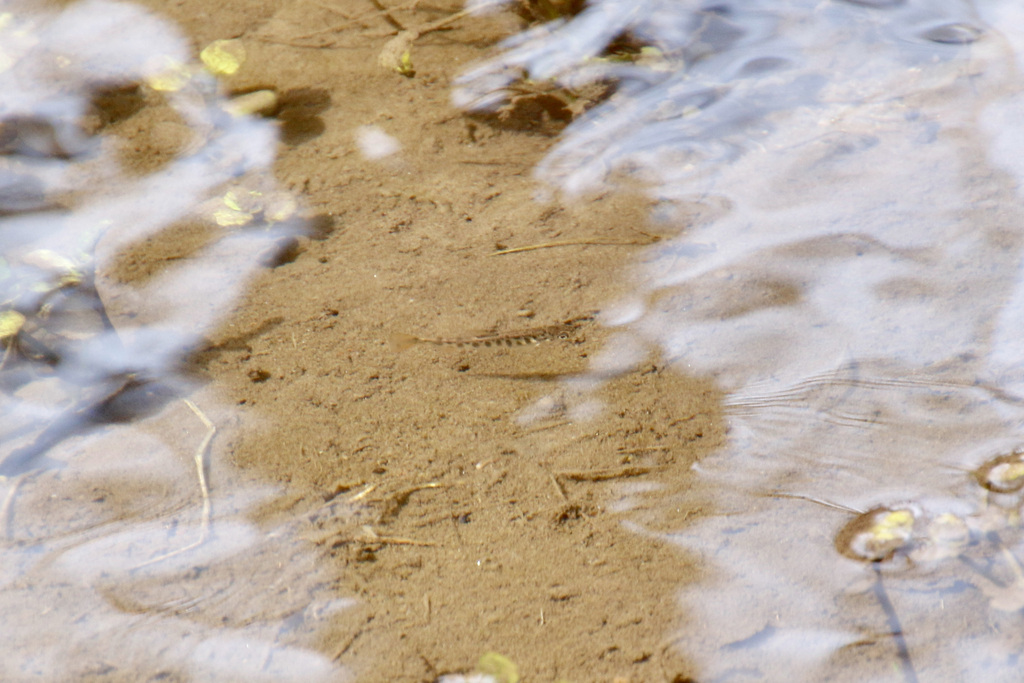 Brook Trout from Minnesota Valley National Wildlife Refuge, Bloomington ...