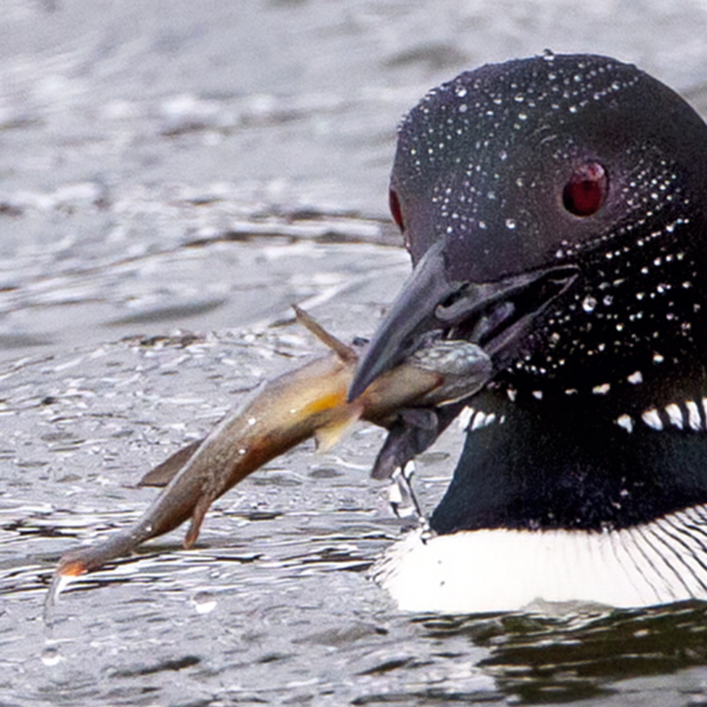 Green Sunfish from Lake Avery Rio Blanco County, CO, USA on May 03 ...
