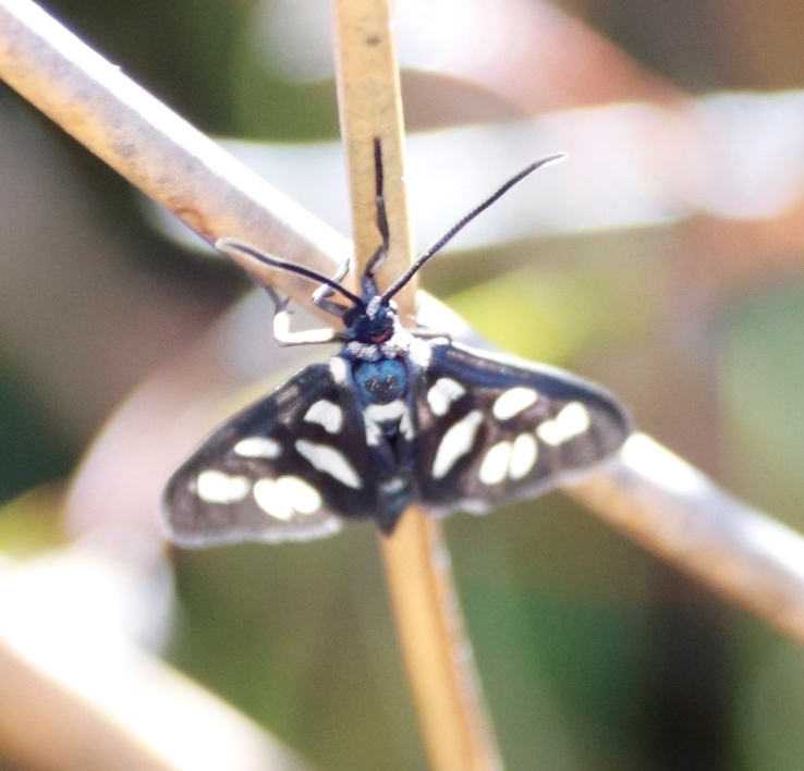 Amata karroana from Kromme River Peak, upper west decent to Kromme ...