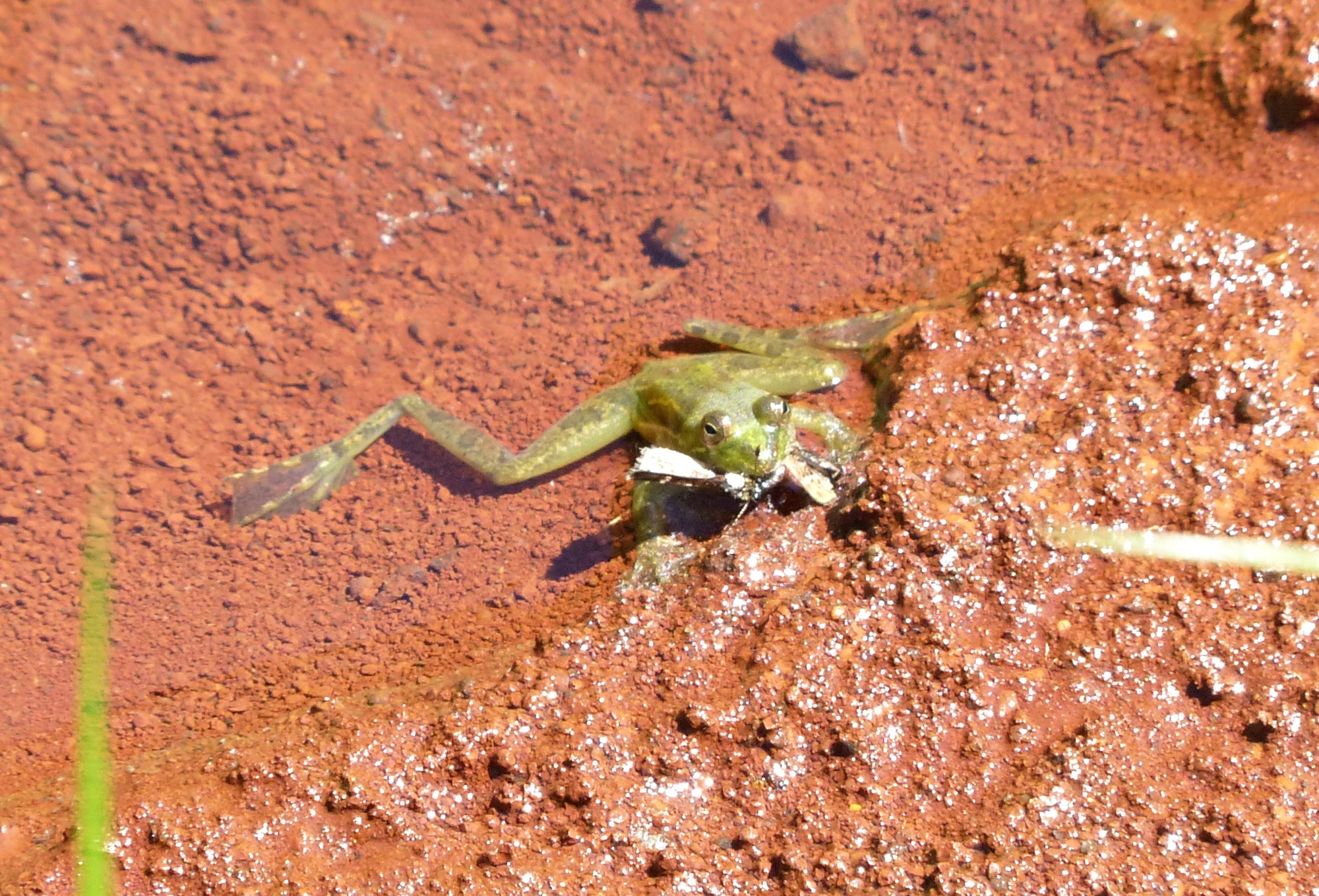 Lysapsus limellum Cope, 1862