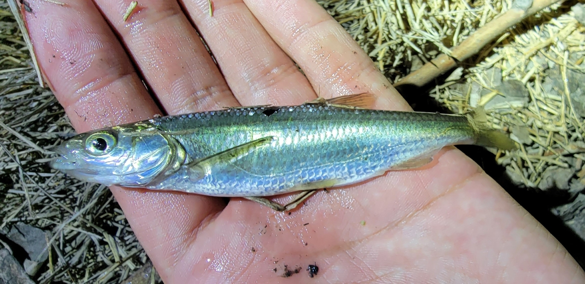 Hemiculter leucisculus (Basilewsky, 1855)