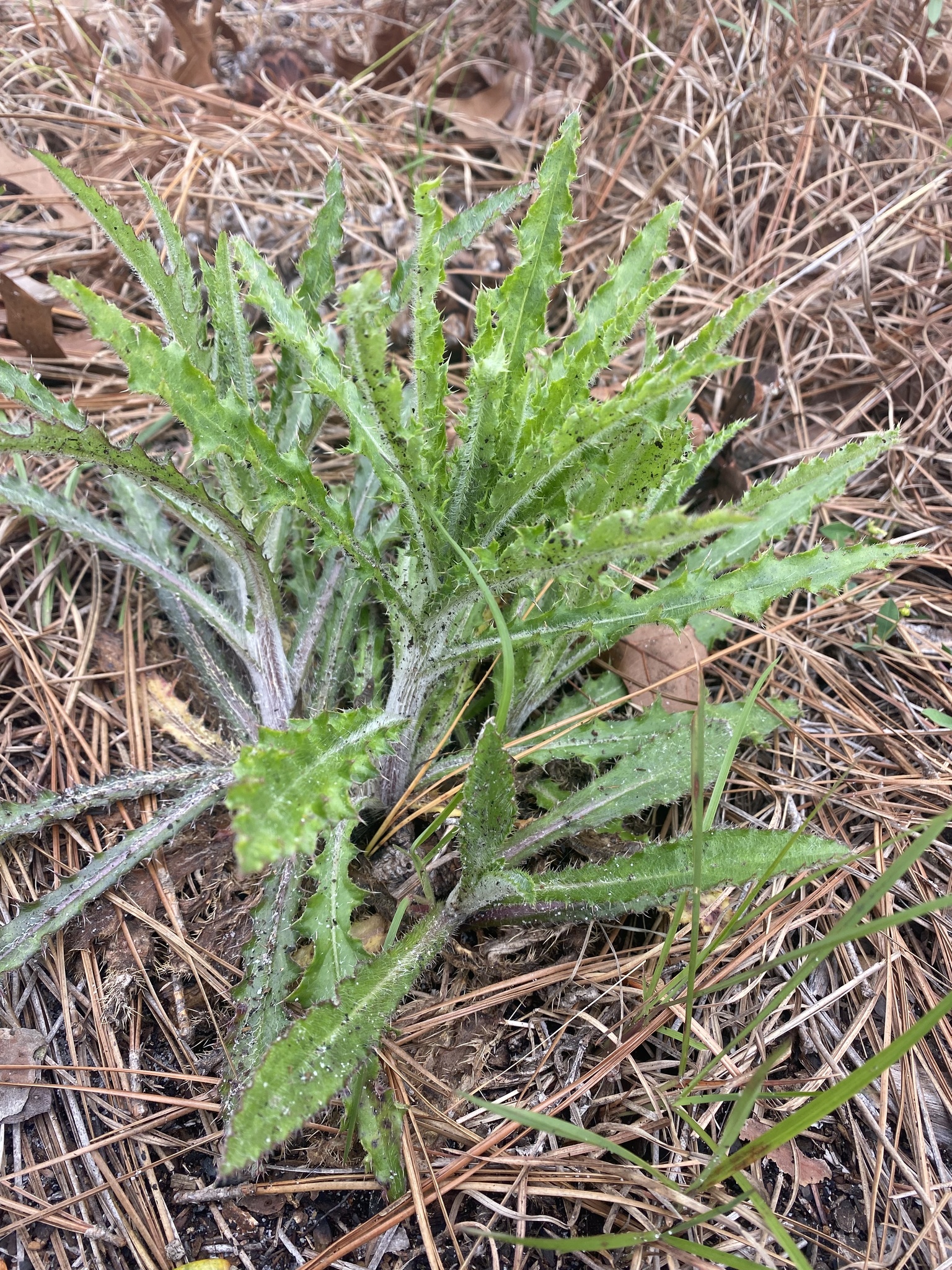 Cirsium repandum Michx.