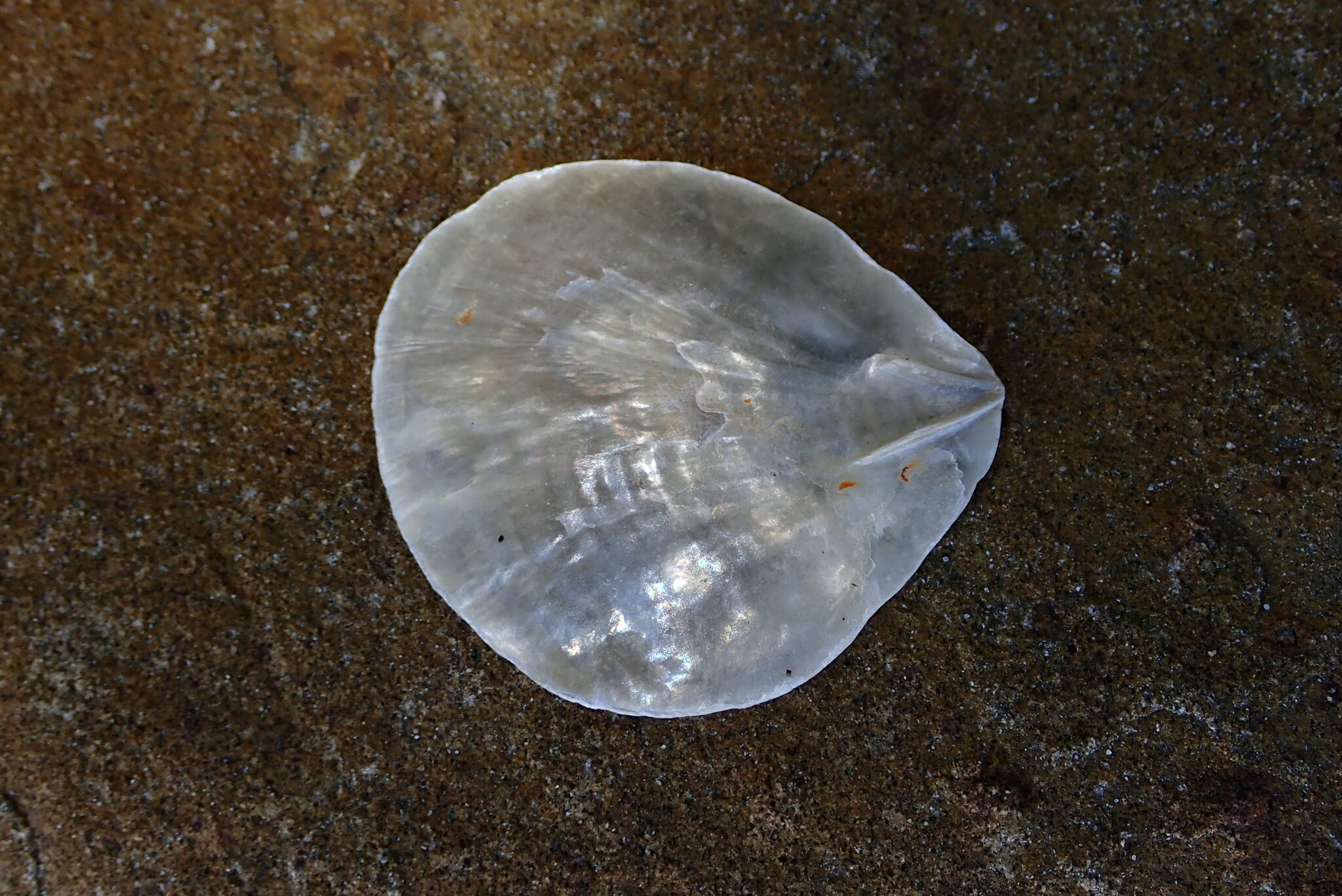 Placuna placenta (Linnaeus, 1758)