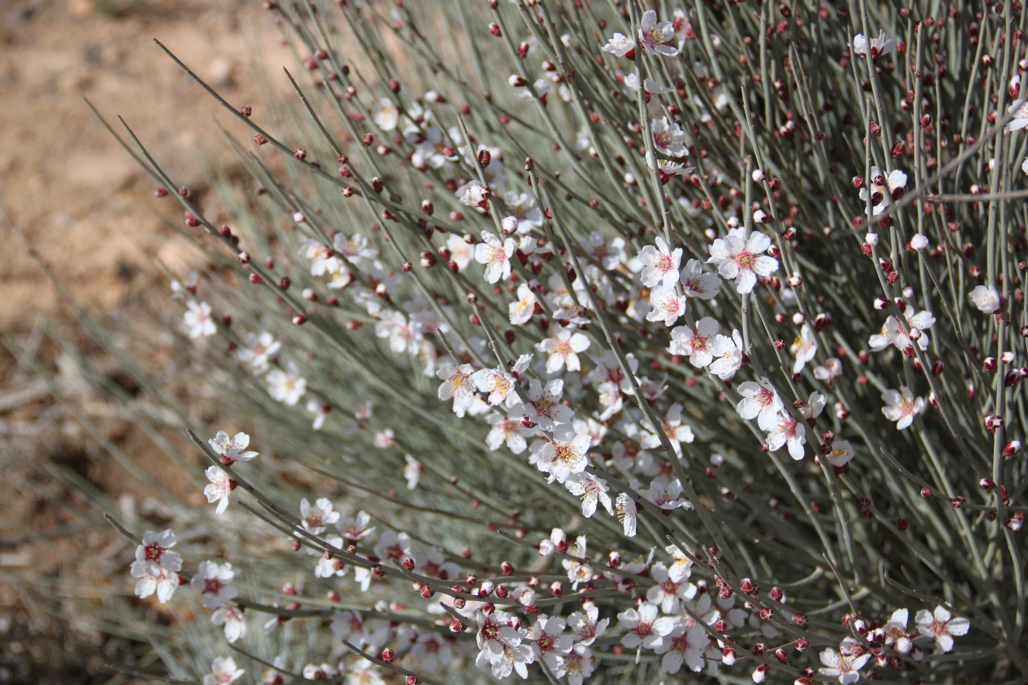 Prunus arabica (Oliv.) Meikle