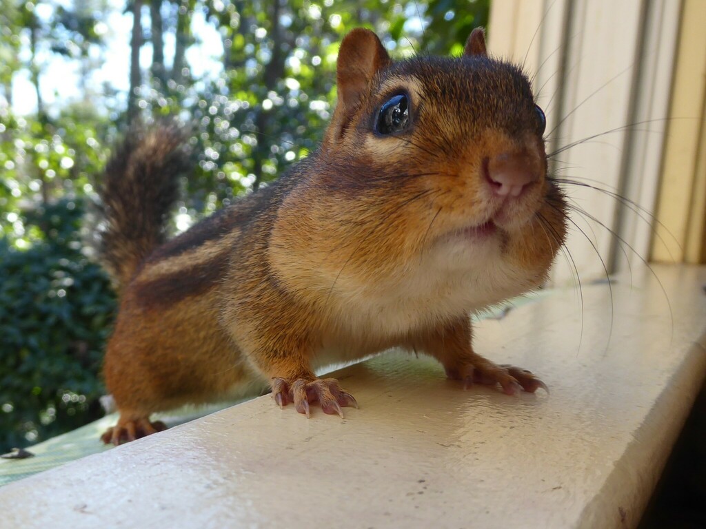 Eastern Chipmunk from Benton Woods, Atlanta, GA 30342, USA on February ...