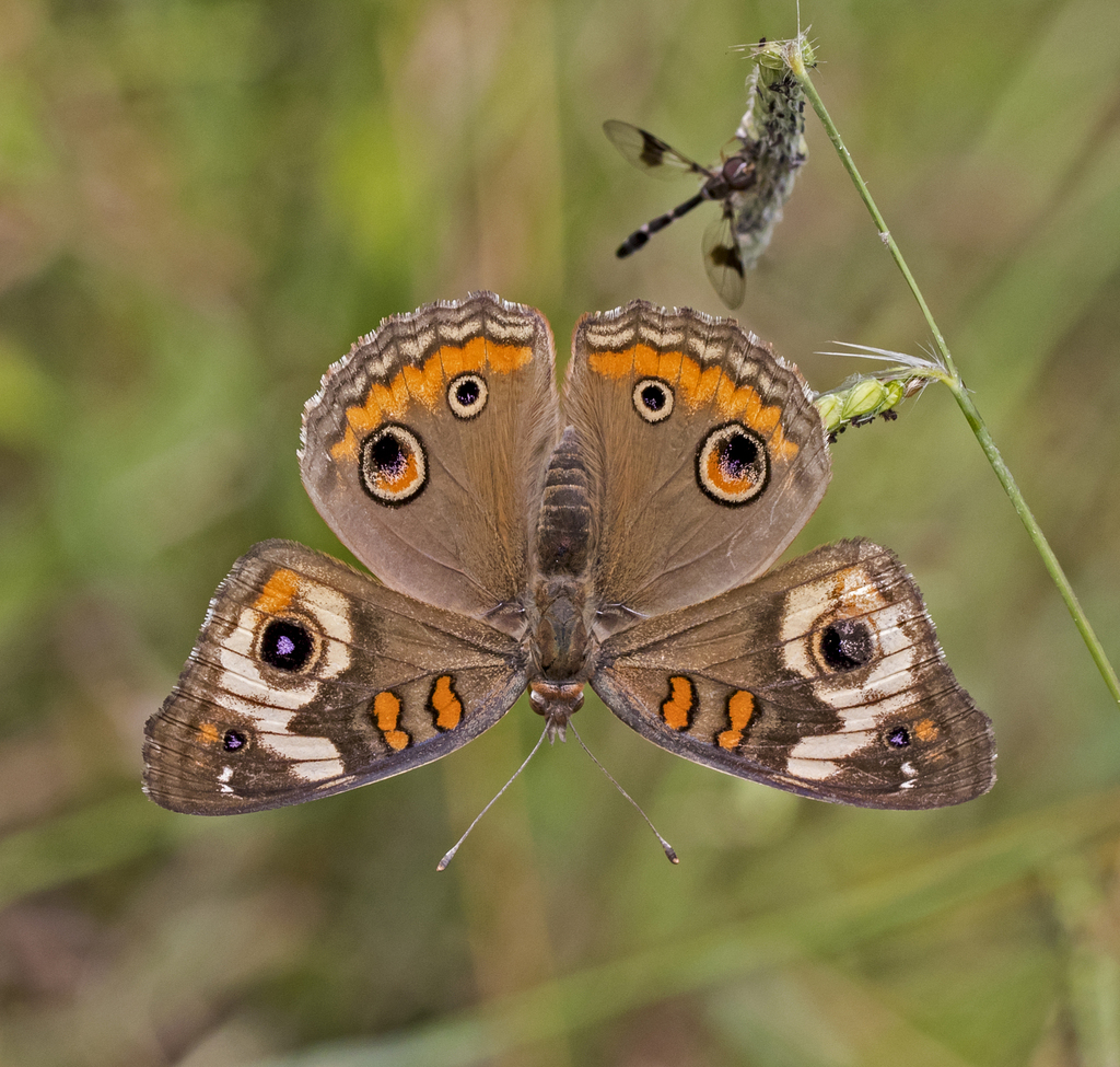 Common Buckeye from 2145 Key Wallace Dr, Cambridge, MD 21613, United ...