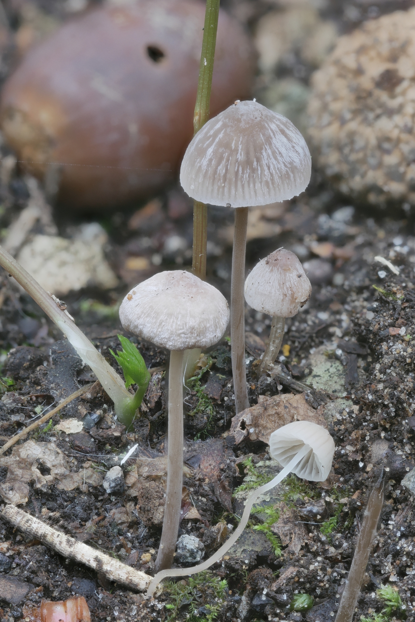 Mycena filopes (Bull.) P.Kumm.
