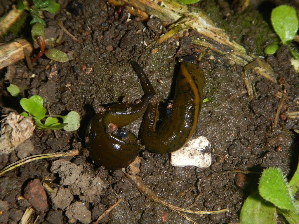 Horse Leech in March 2023 by Giacomo Bruni · iNaturalist
