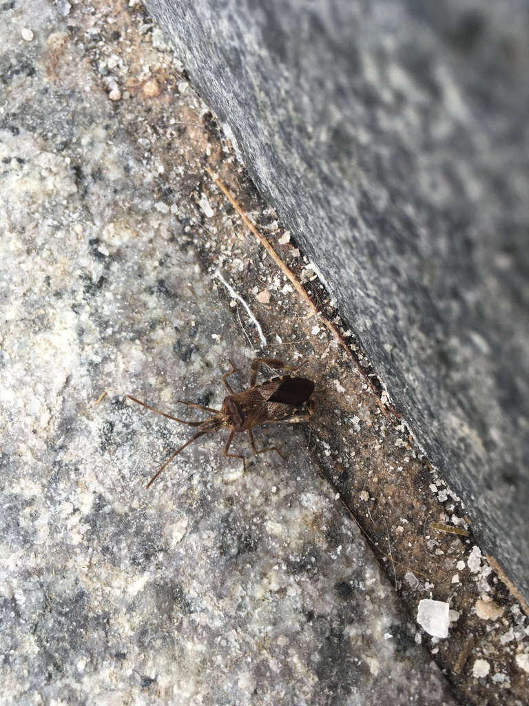Western Conifer Seed Bug in March 2023 by isopoddemigod · iNaturalist