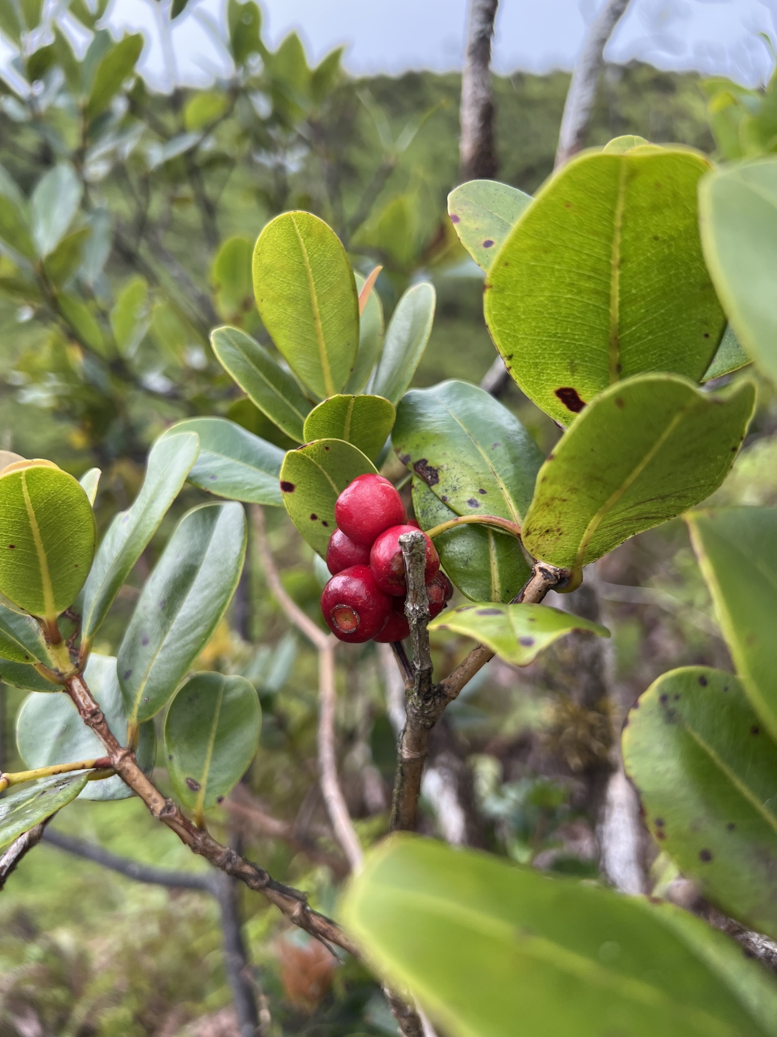 Syzygium sandwicense (A.Gray) Nied.