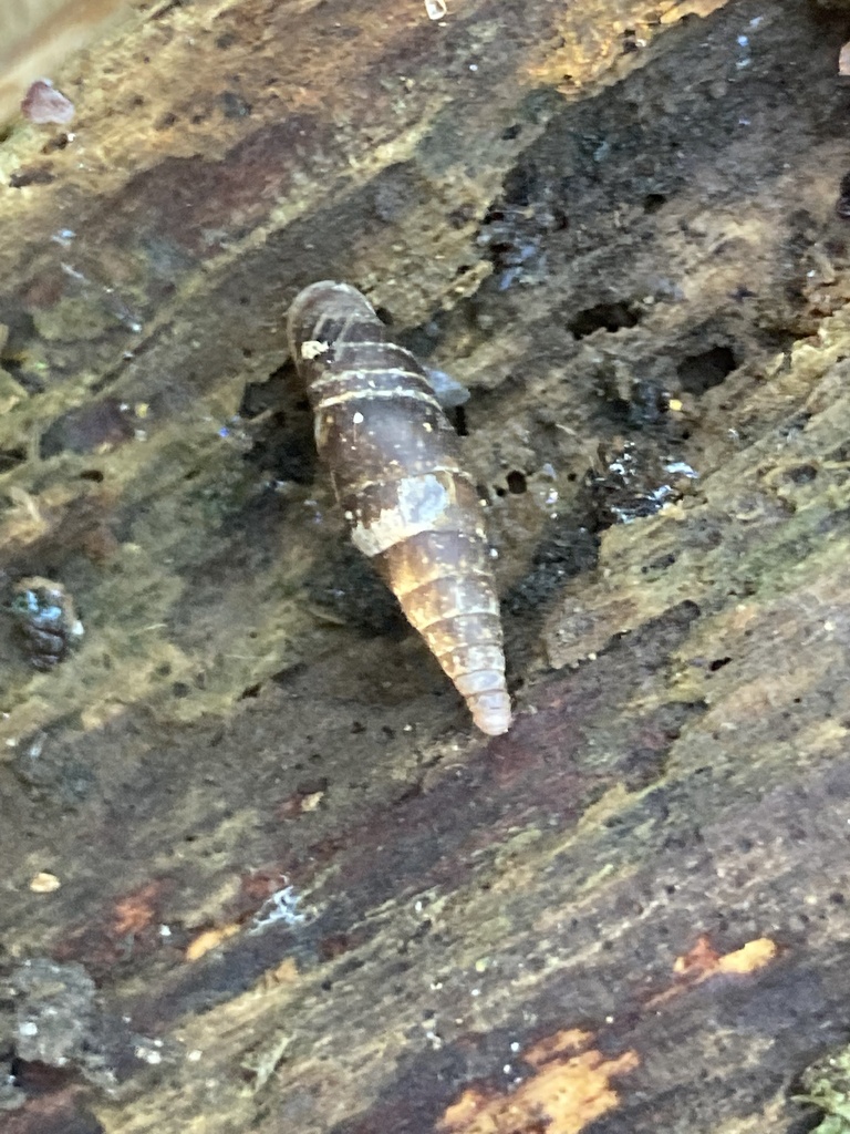 Plaited Door-snail in March 2023 by Sam Ebdon · iNaturalist