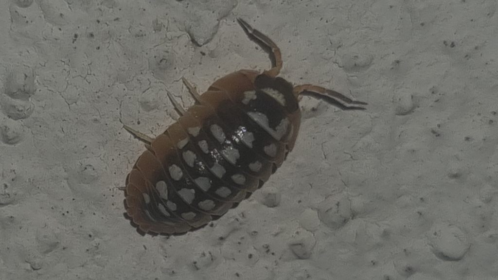 Clown Isopod from 11 Km National Rd Corfu Benitses Akra Punta ...