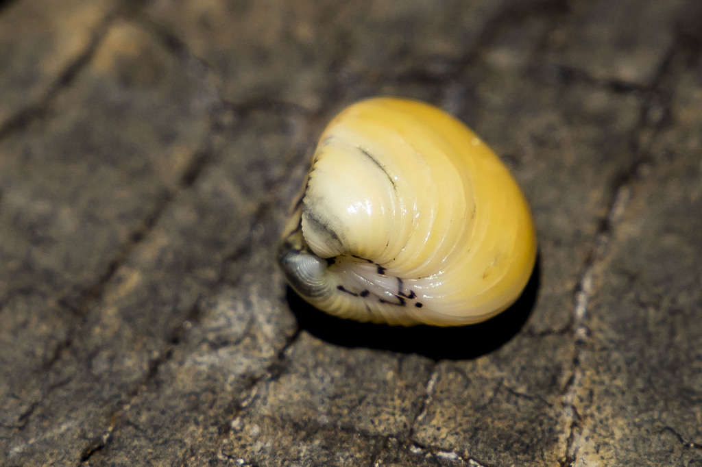 Venerida from Praia dos Carneiros - Tamandaré, PE, 55578-000, Brasil on ...