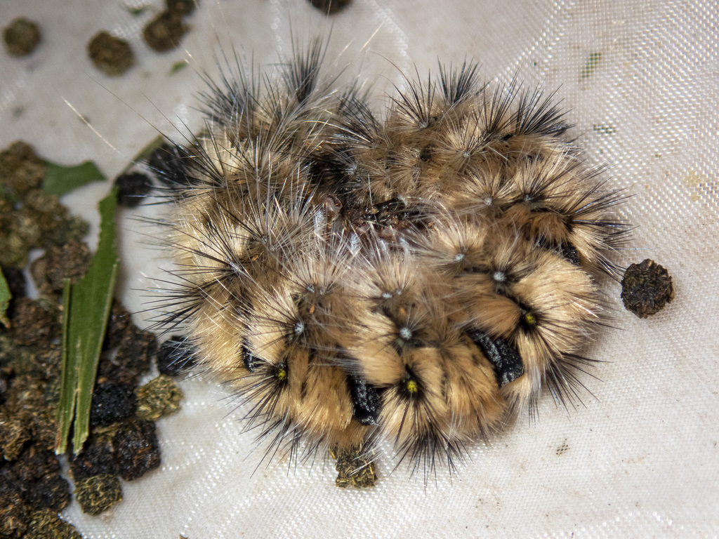 Anthela repleta from Won Wron VIC 3971, Australia on December 17, 2021 ...