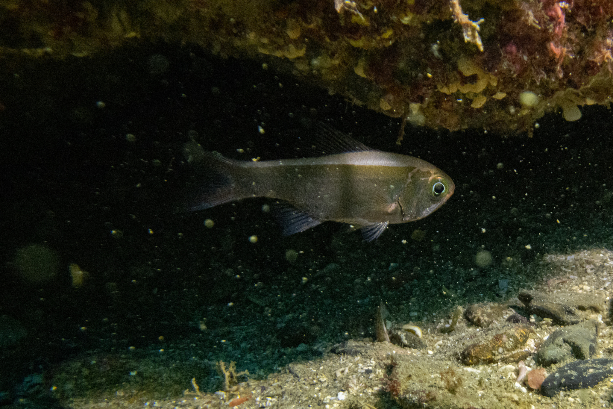 Optivus Whitley, 1947