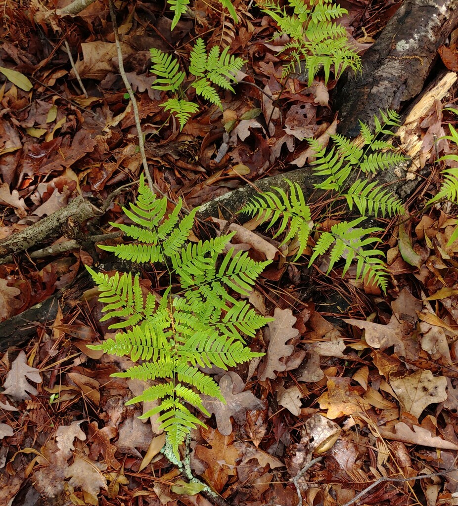 common bracken from Dekalb County, GA, USA on March 27, 2023 at 12:09 ...