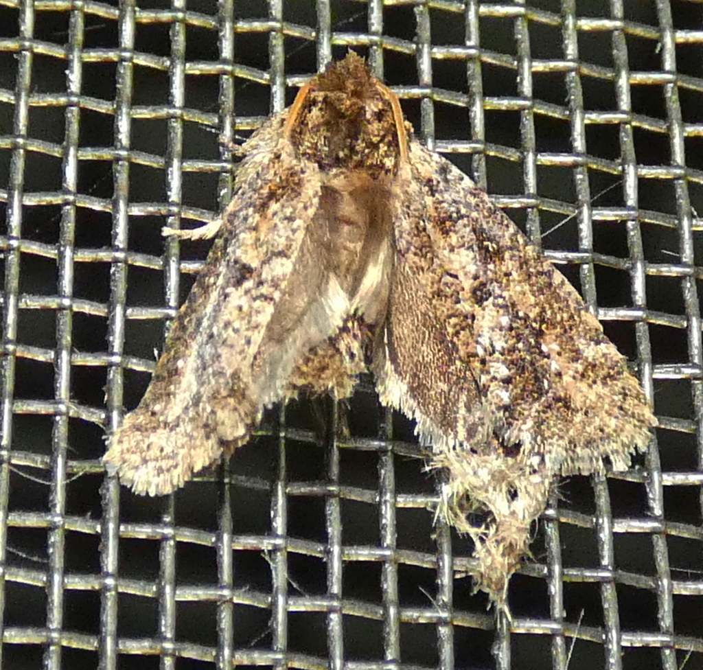 Grass Tubeworm Moths from Zona rural de Paudalho - Pernambuco on March ...