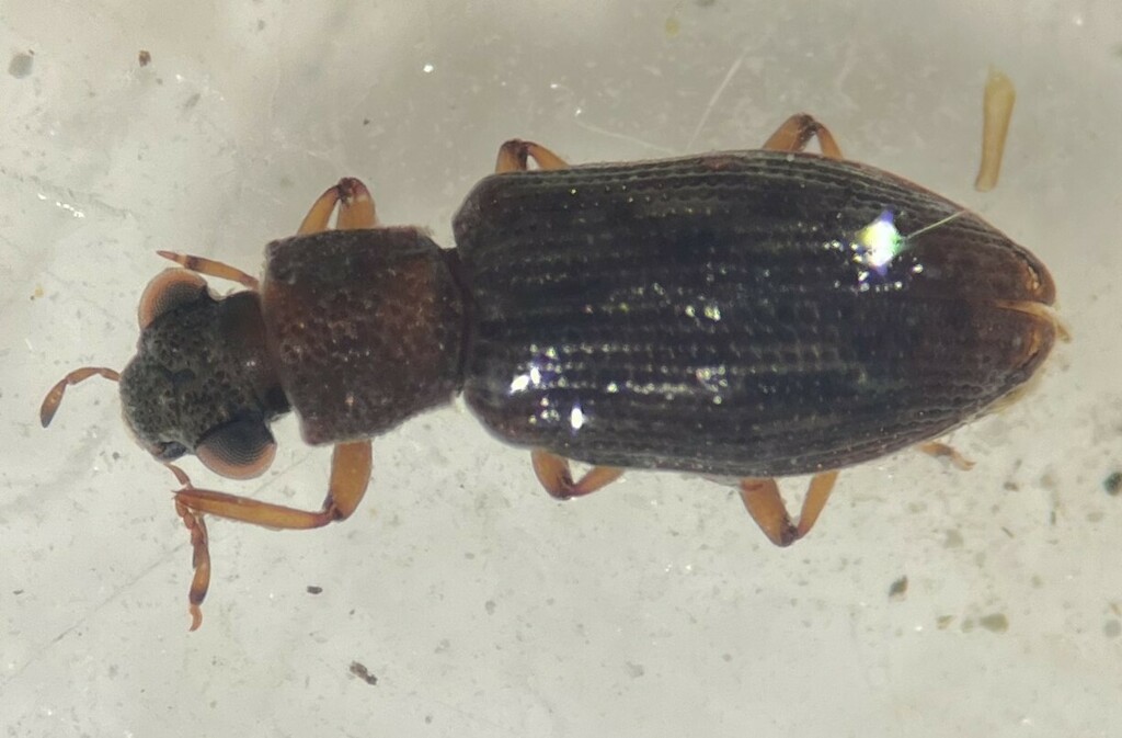 Hydrochus vagus from Travis County, TX, USA on March 25, 2023 by ...