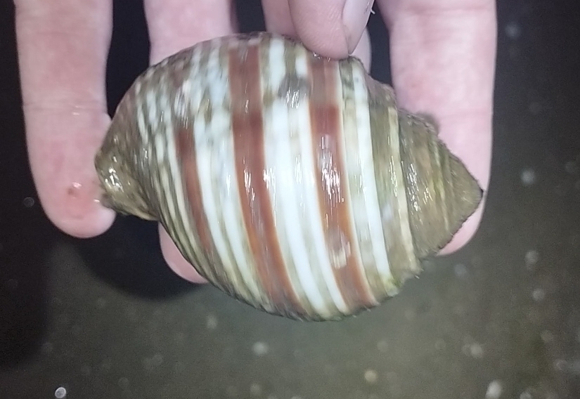 banded tun snail from Вьетнам by insect ID · iNaturalist