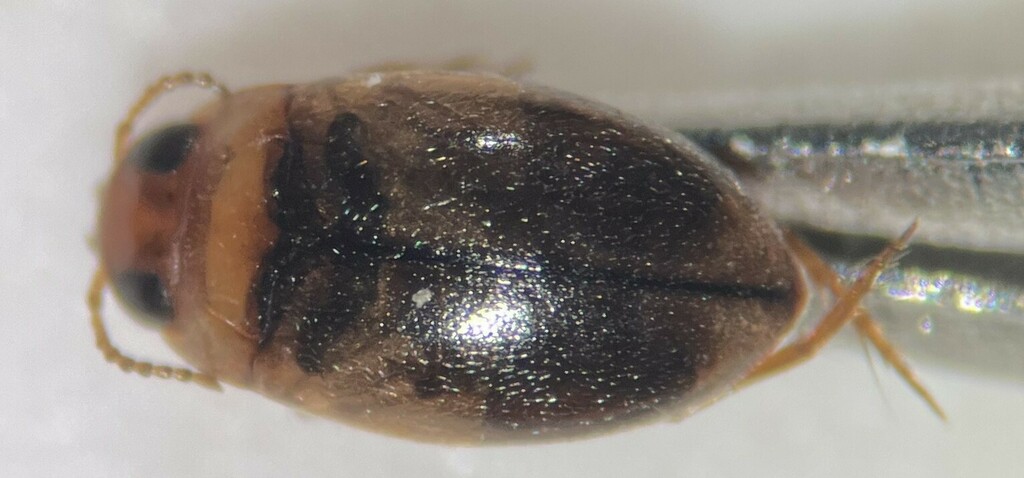 Uvarus lacustris from Travis County, TX, USA on March 25, 2023 by ...