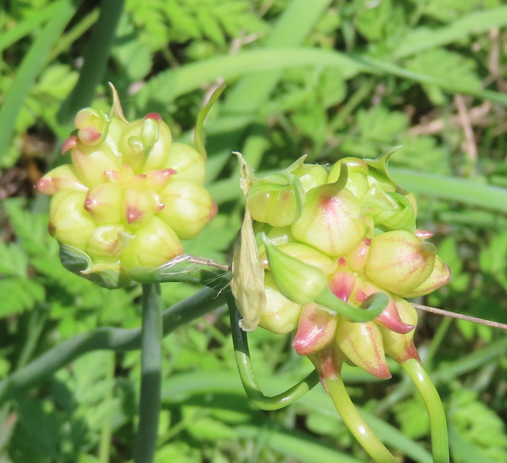 Canadian Meadow garlic from Williamson County, TX, USA on March 27 ...