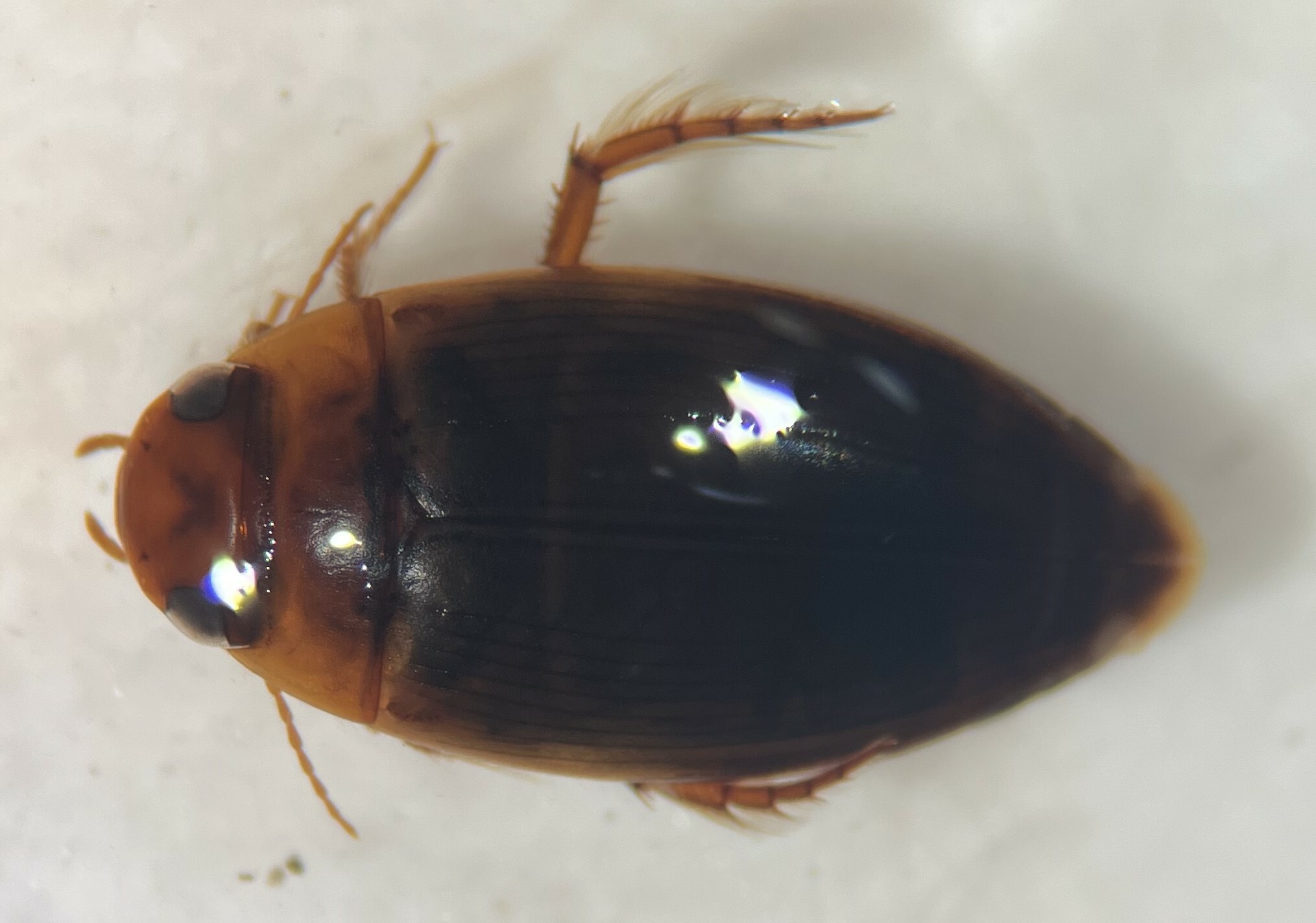 Copelatus chevrolati Aubé, 1838