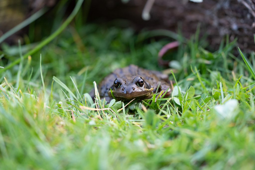 European Common Frog from Hull, UK on March 26, 2023 at 06:38 PM by ...