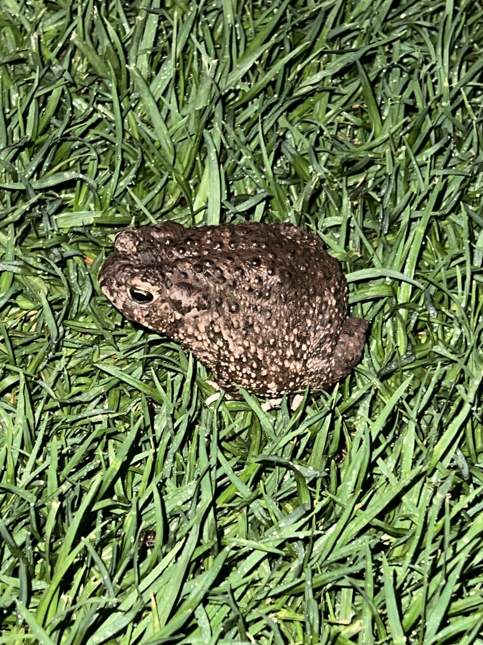 Anaxyrus compactilis (Wiegmann, 1833)