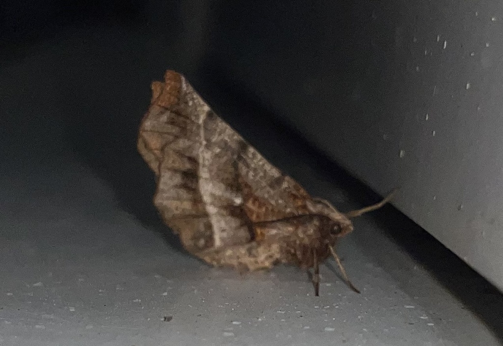 Early Thorn in March 2023 by teasle7 · iNaturalist