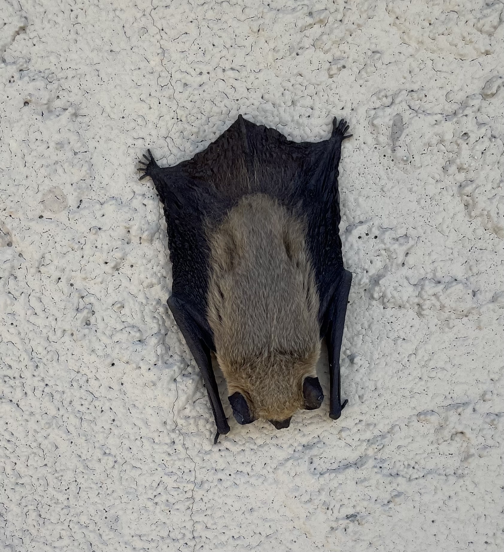 Parastrellus hesperus (H.Allen, 1864)