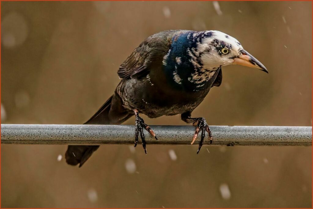 Common Grackle from Brighton, ON, Canada on March 24, 2023 at 05:43 PM ...