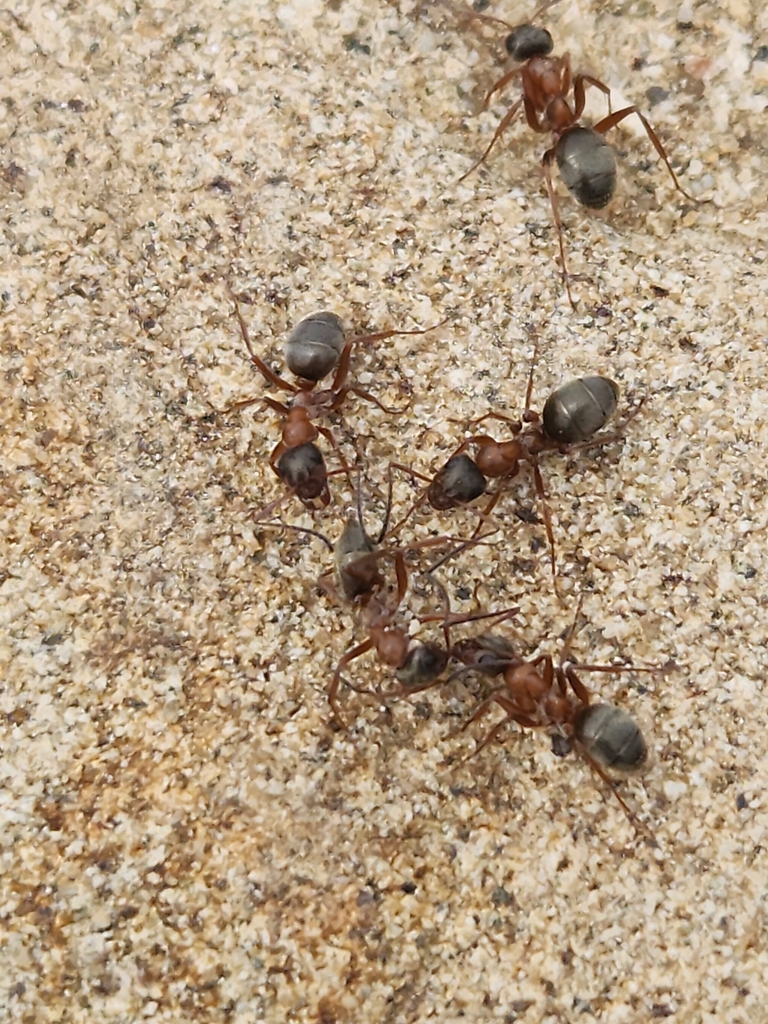 Formica neorufibarbis from Sonoma County, US-CA, US on March 27, 2023 ...