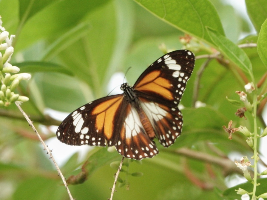 Swamp Tiger Butterfly (Lepidoptera of the Sunshine Coast) · iNaturalist